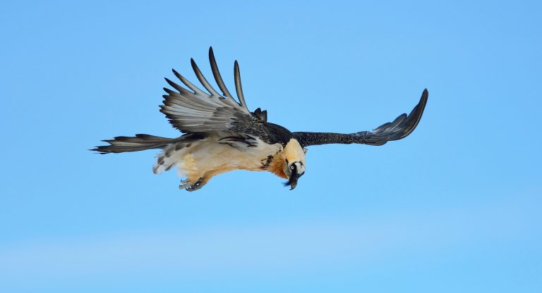 Why Are Vultures Important Vulture Conservation Foundation