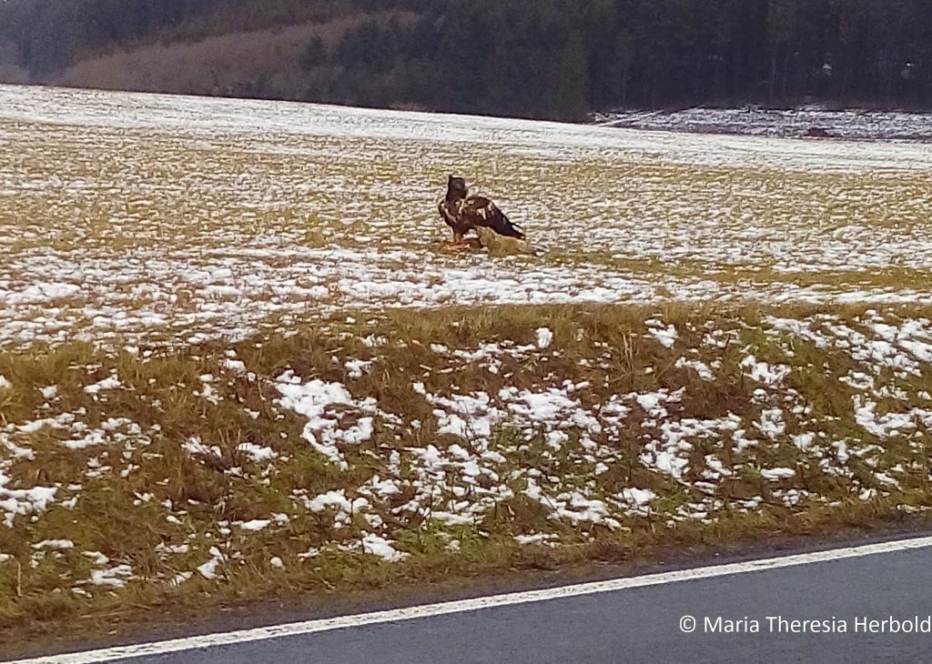 Young wandering bearded vulture still in Germany! - Vulture ...