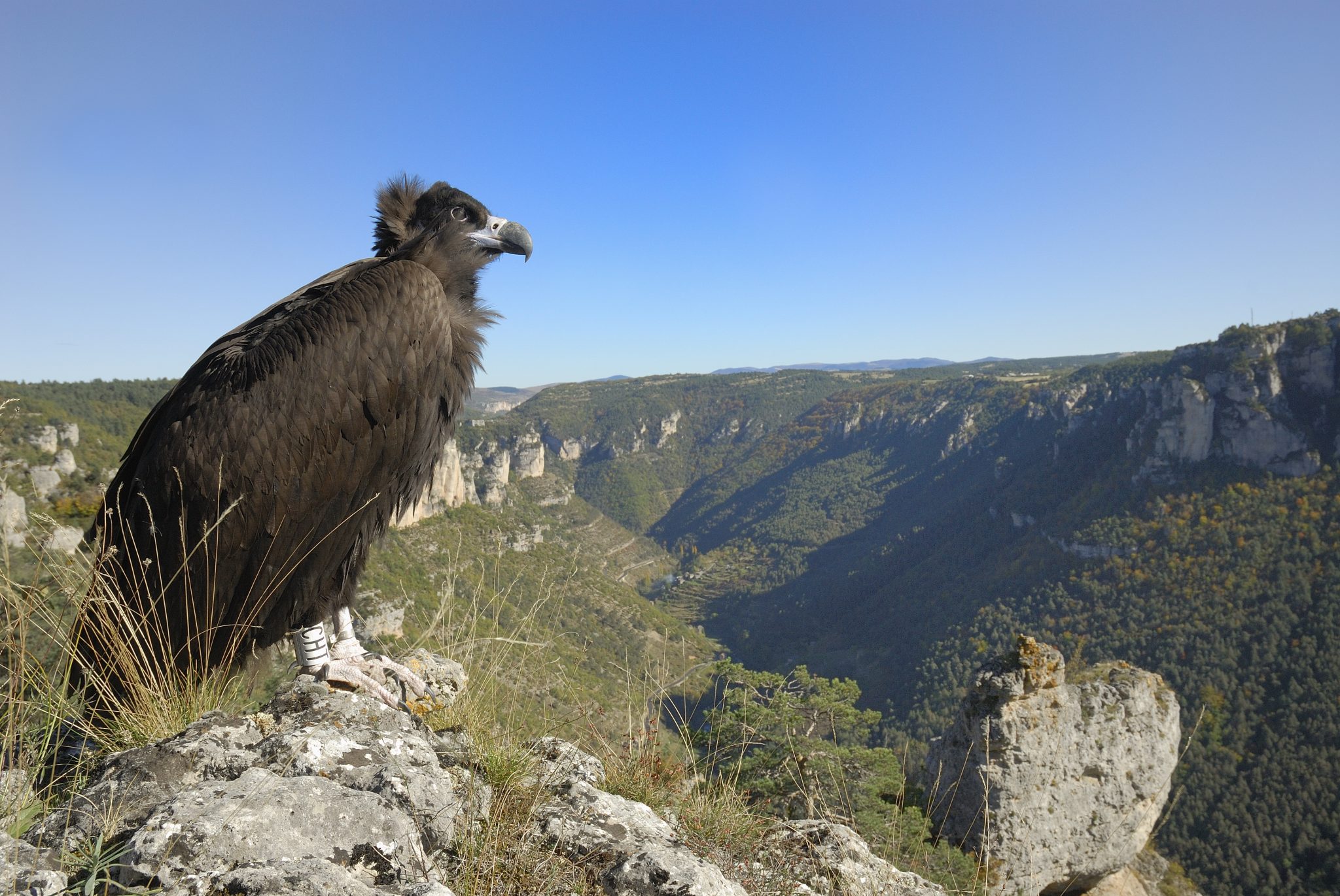 Why Are Vultures Important Vulture Conservation Foundation