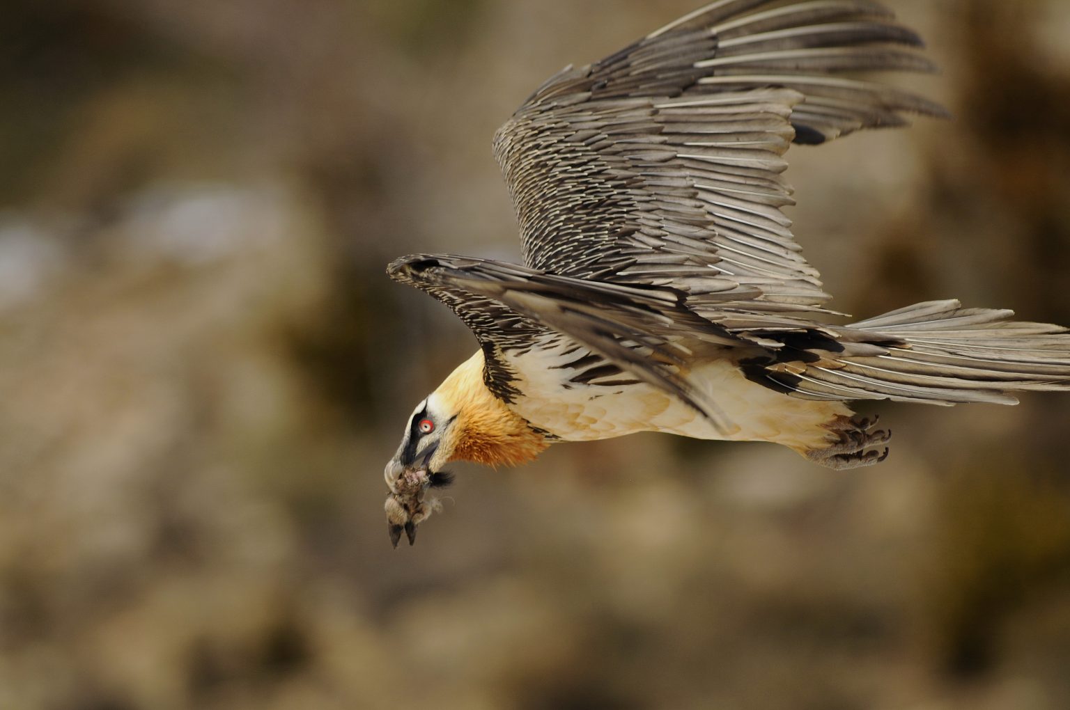 How do vultures contribute to our environment? - Vulture Conservation ...