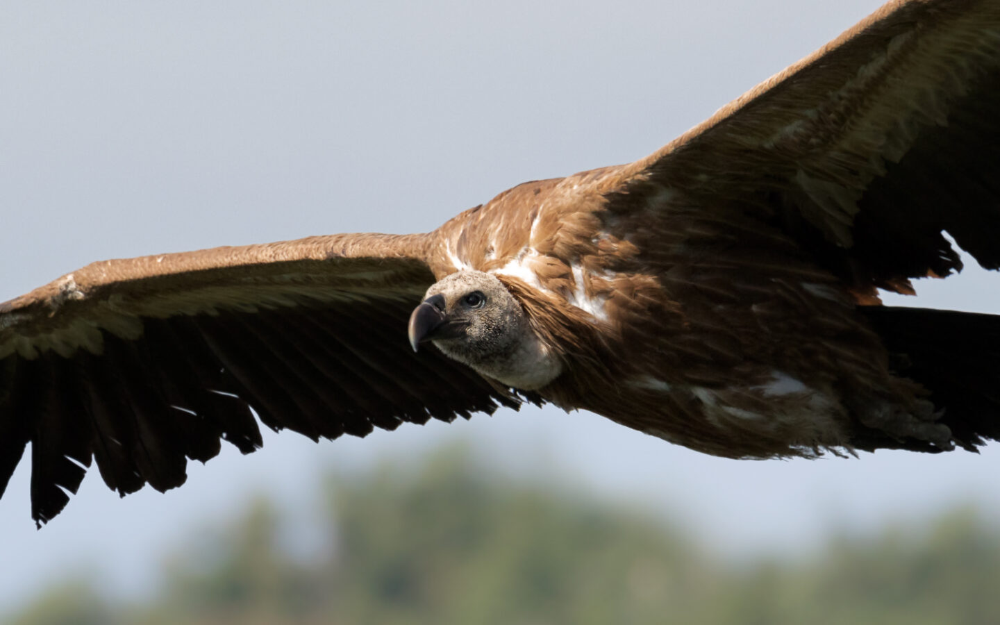 Why are vultures important? - Vulture Conservation Foundation