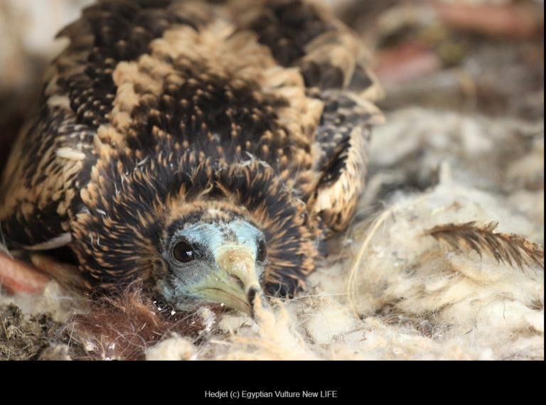 The epic migration of the Egyptian Vulture - Vulture Conservation ...