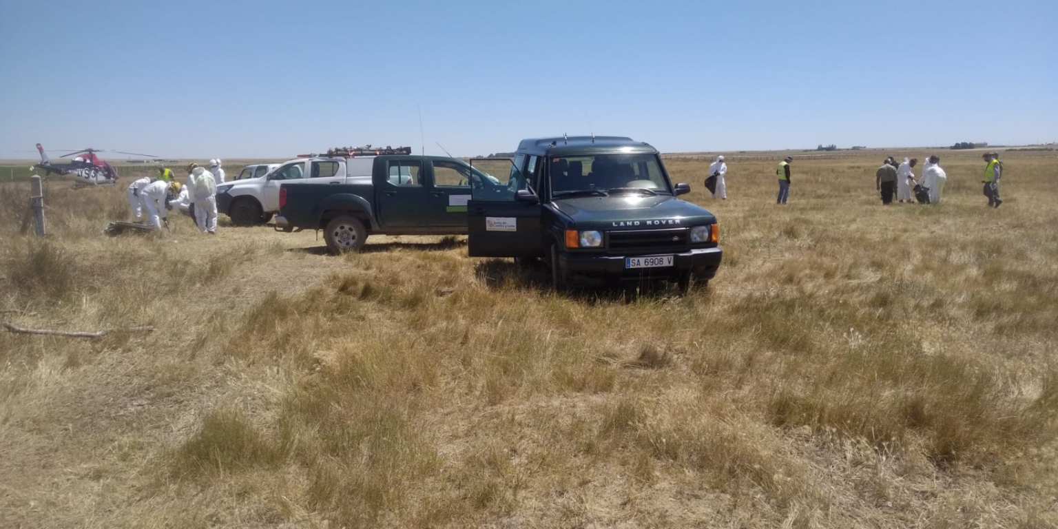 DEAD OR DYING: Nearly 100 vultures fall victim to suspected mass ...