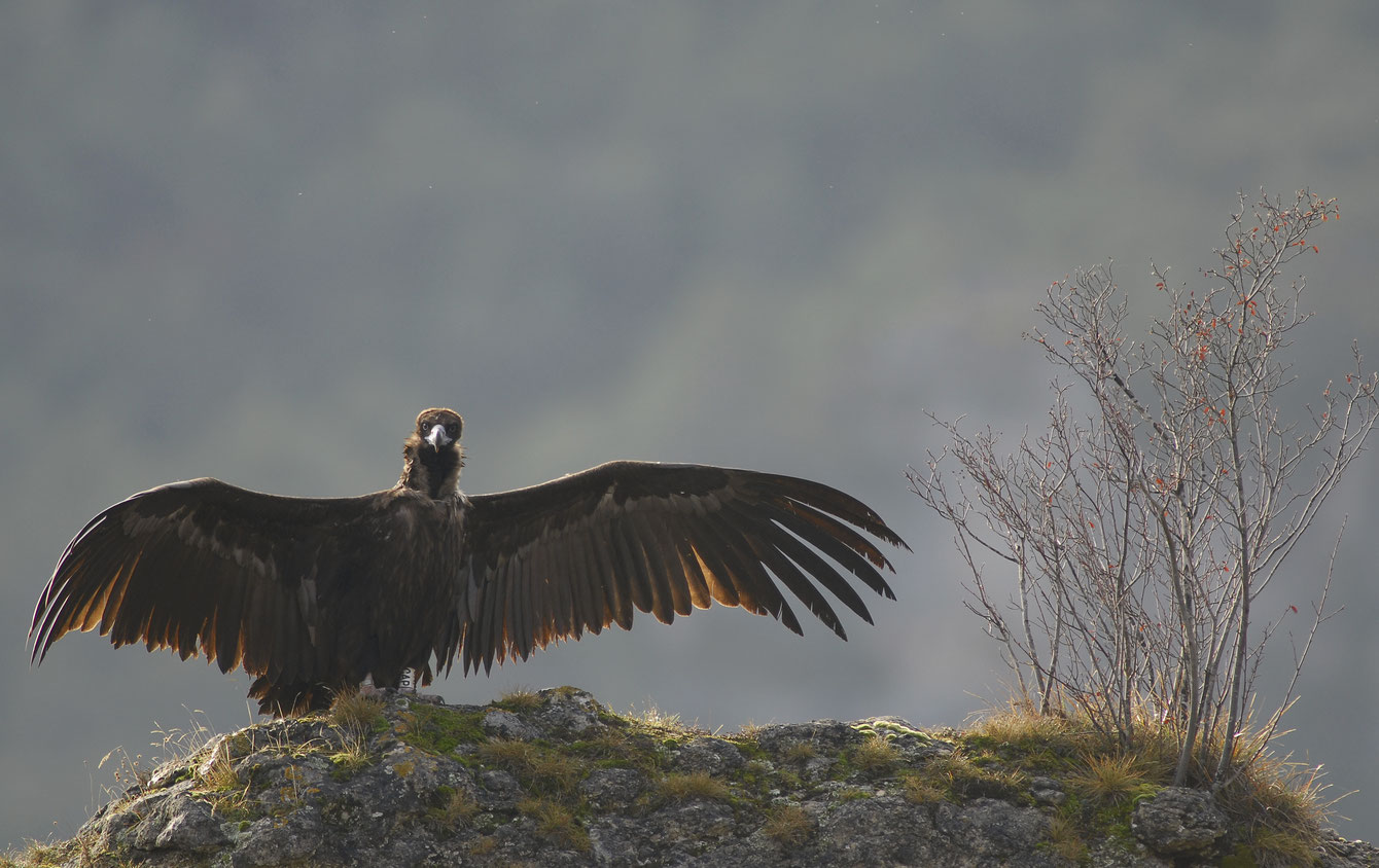 Research review: High long-term survival and asymmetric movements in a ...