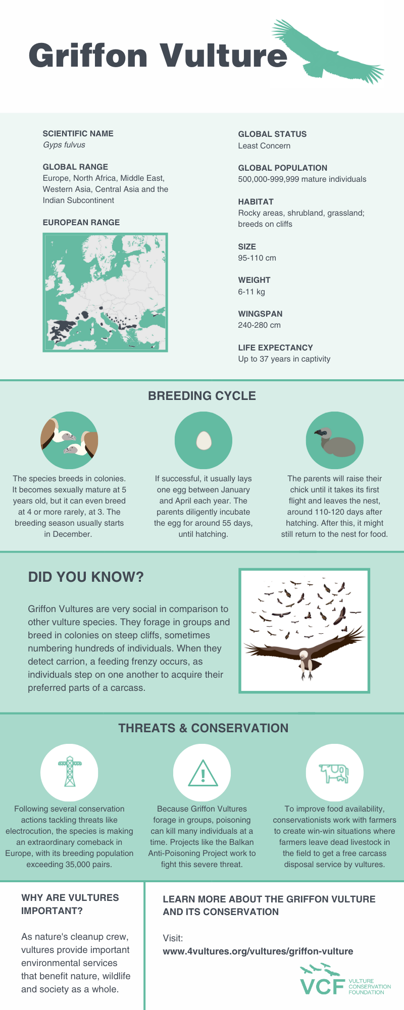 International Vulture Awareness Day 2021 is two weeks away - Vulture ...