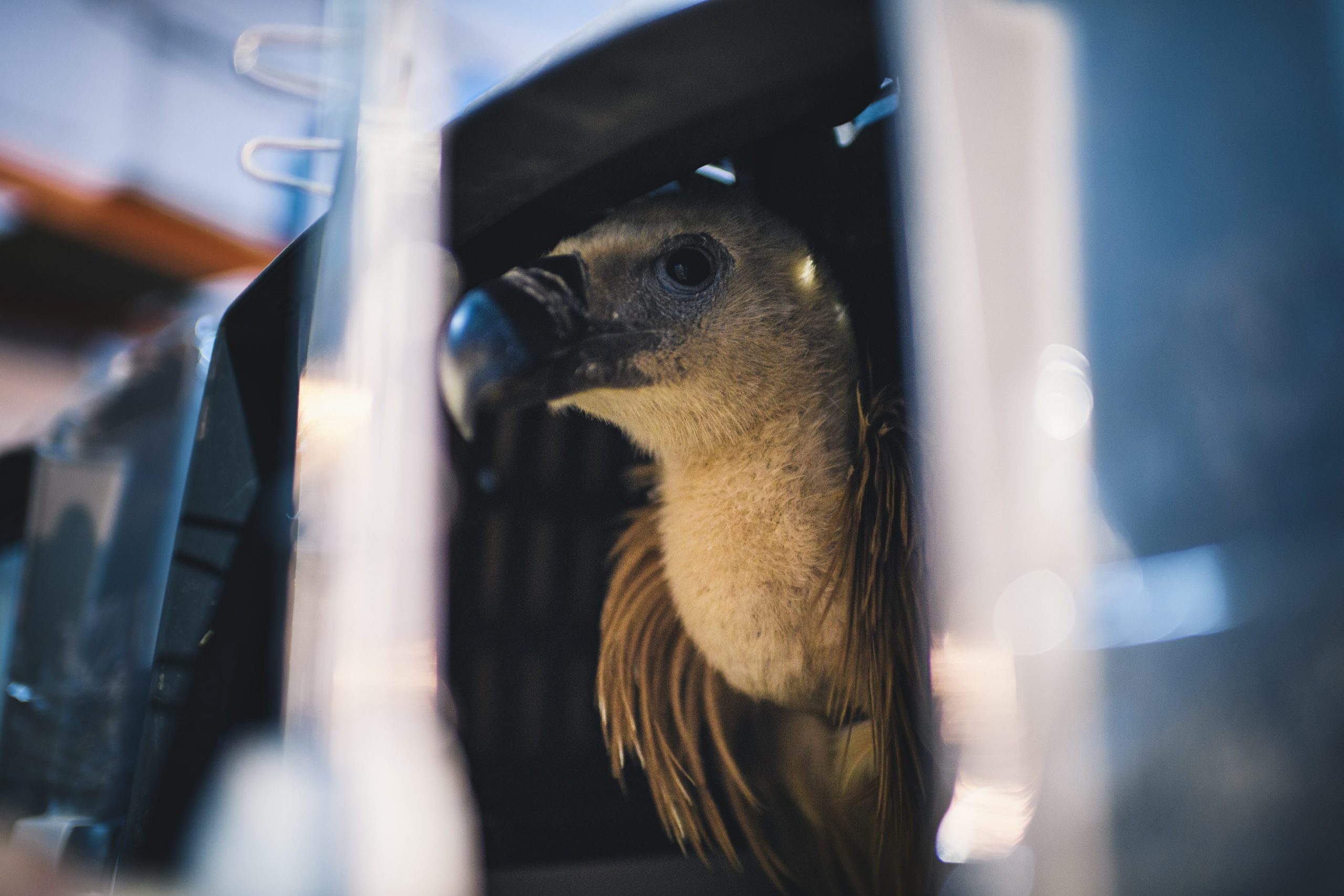 The first Spanish Griffon Vultures are arriving in Cyprus - Vulture ...