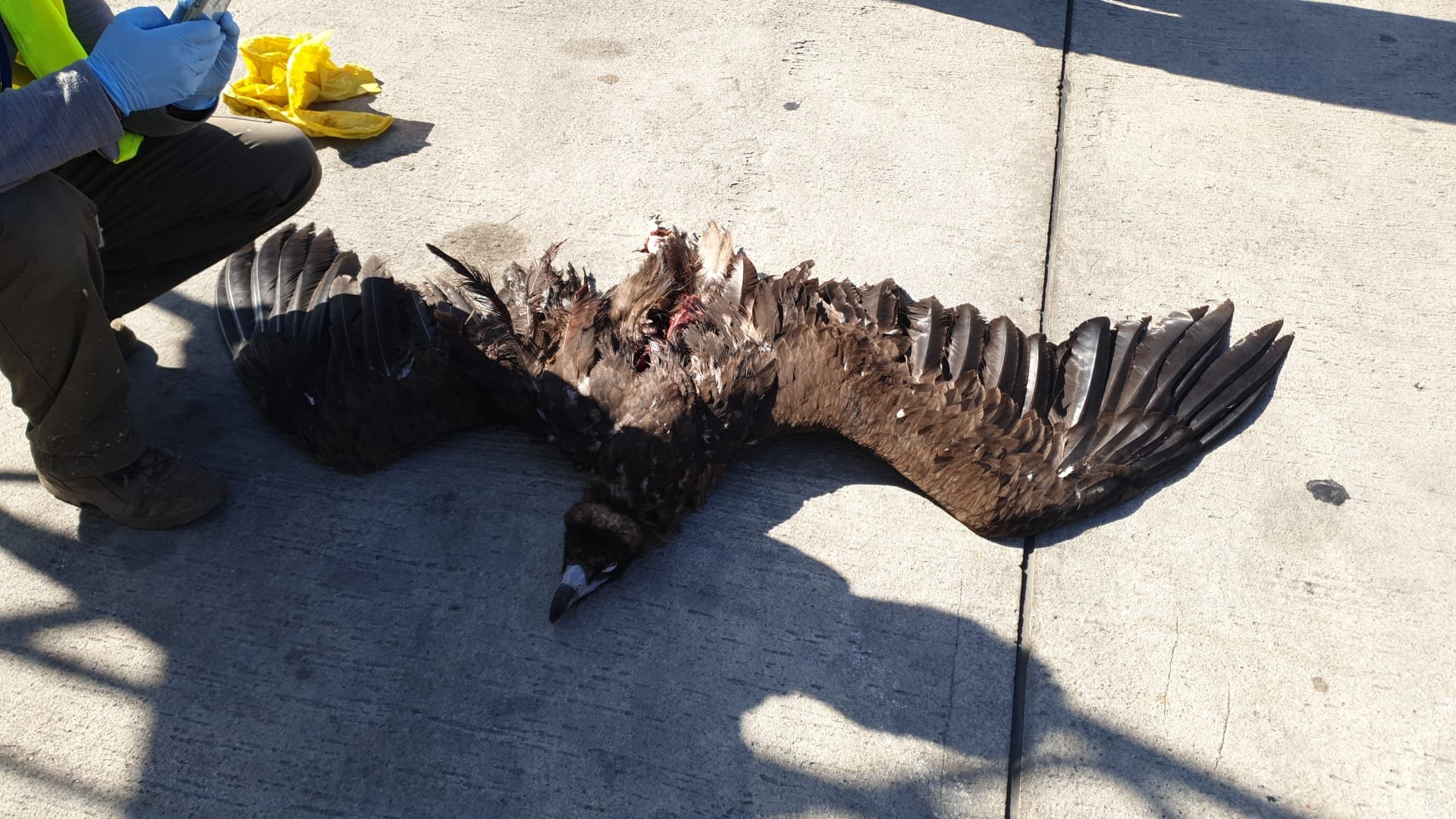 Two impressive collisions involving vultures highlight the increasing ...