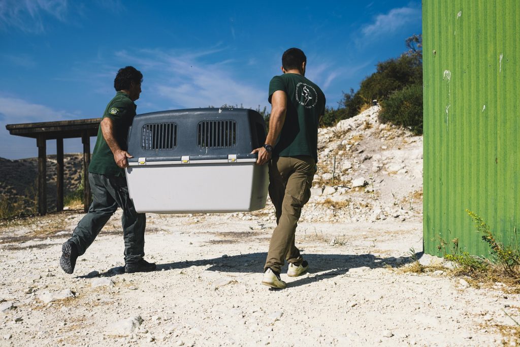 The first Spanish Griffon Vultures are arriving in Cyprus - Vulture ...