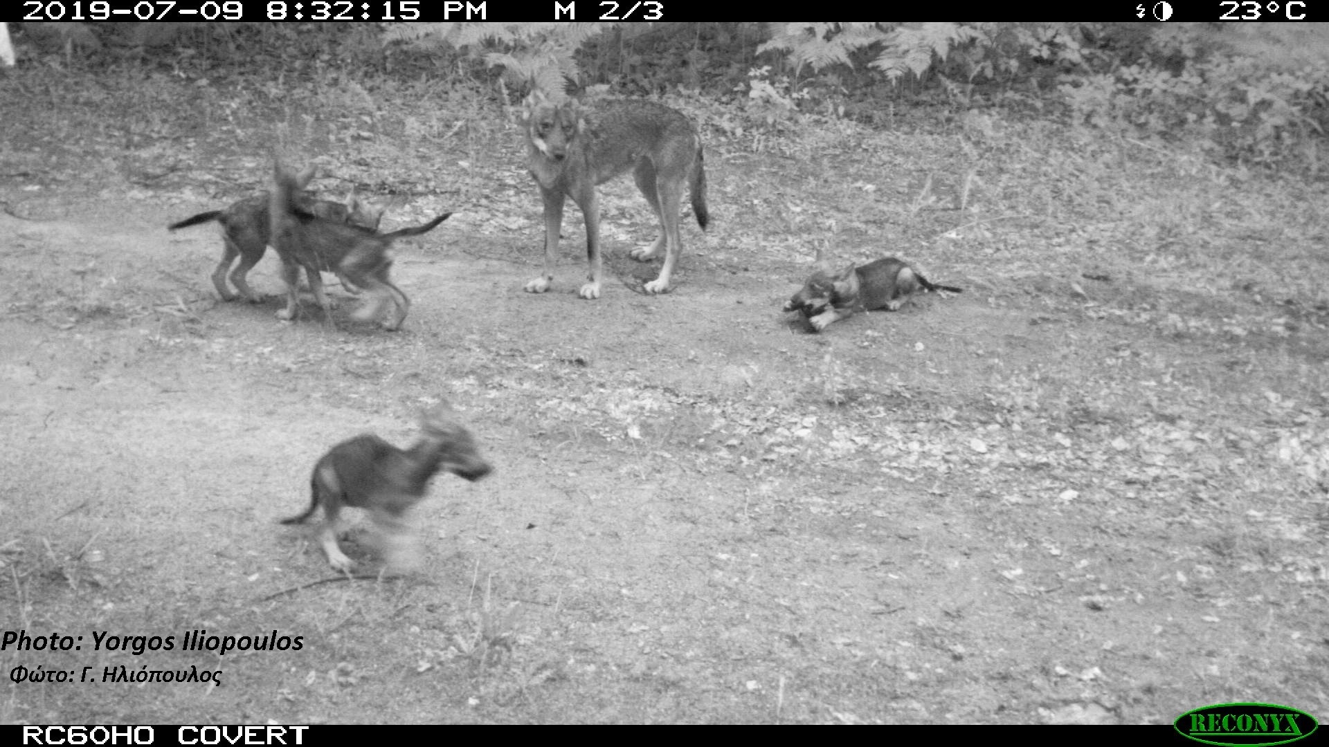 Results from the wolf and hunting dog interaction study in the Dadia ...