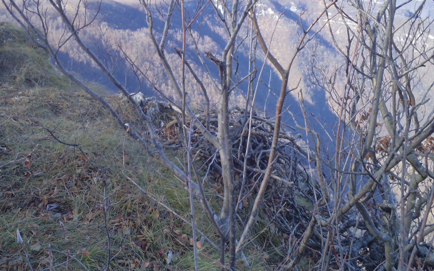 Discovery of yet another new Cinereous Vulture nest in Bulgaria ...