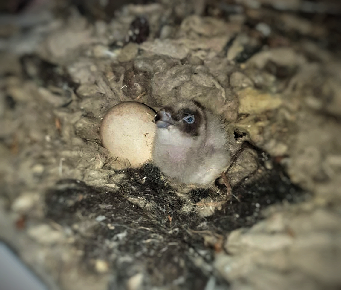 Welcoming Europe's first Bearded Vulture chick of the new captive ...