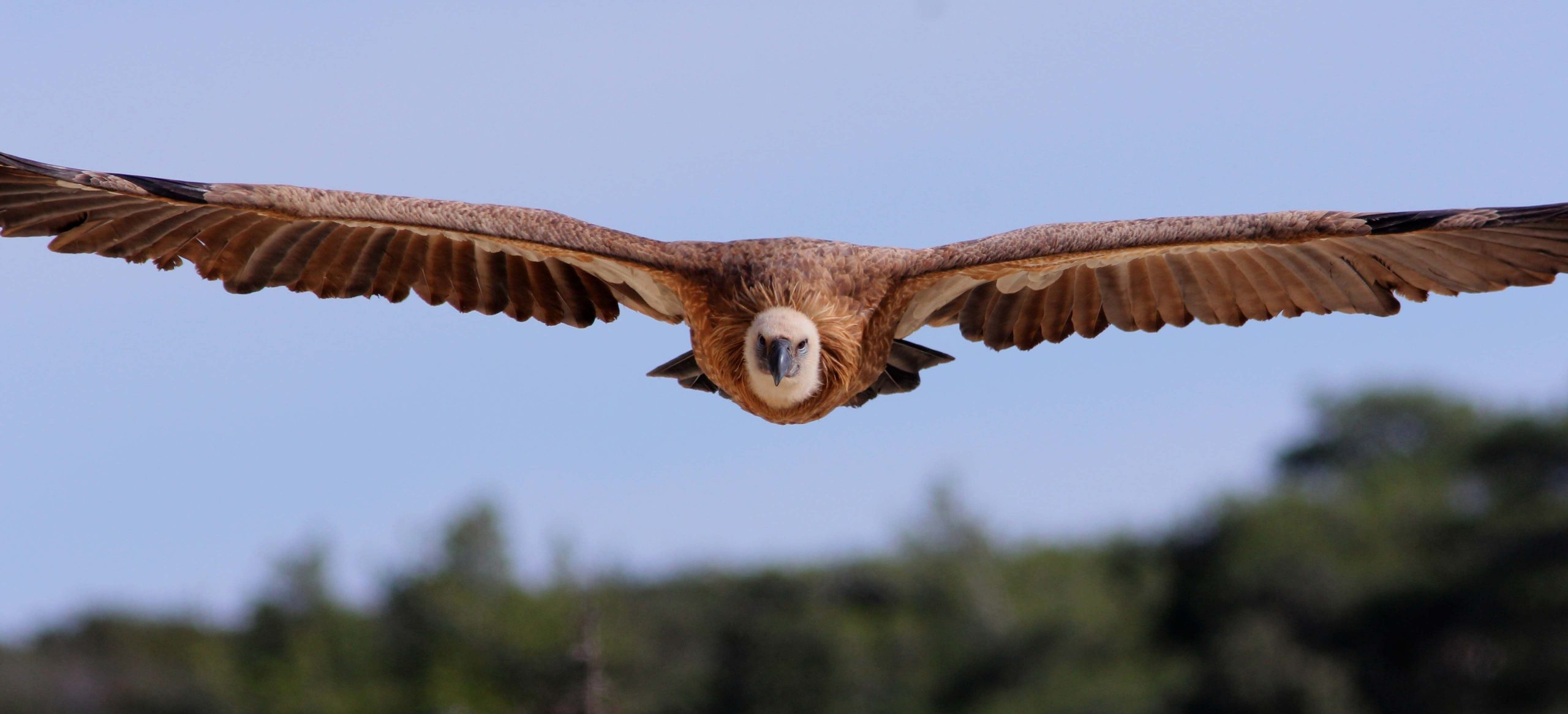 Seven Griffon Vultures released in Cyprus to boost the endangered ...