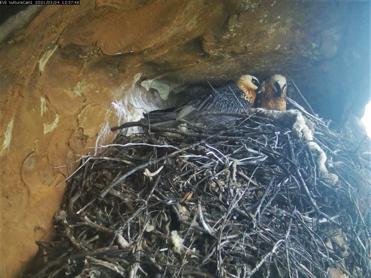 Saving Bearded Vultures in Southern Africa through a captive breeding ...