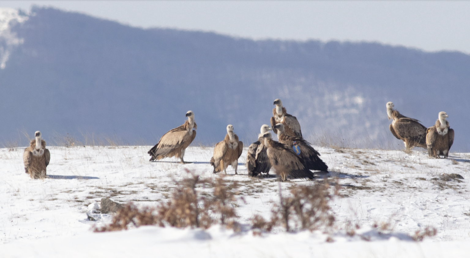 Reintroducing the Griffon Vulture in the Kresna Gorge, Bulgaria – 2021 ...
