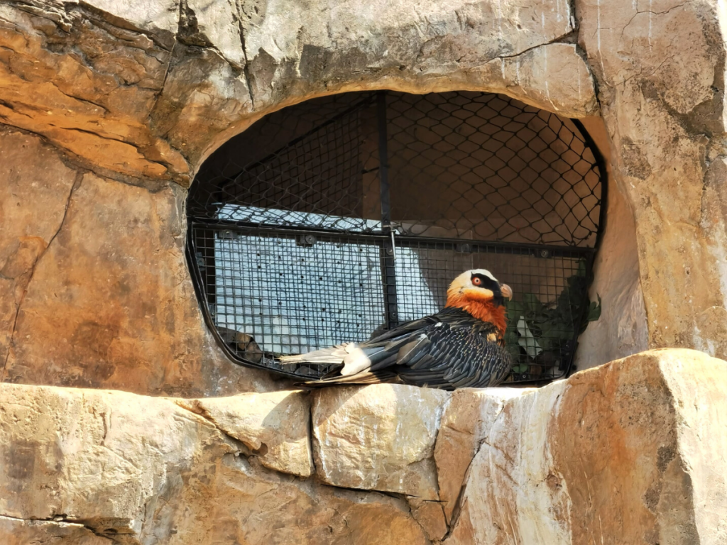 Saving Bearded Vultures in Southern Africa through a captive breeding ...