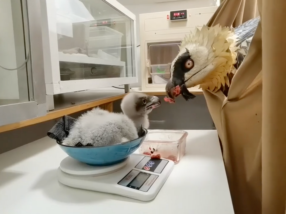 Saving Bearded Vultures in Southern Africa through a captive breeding ...