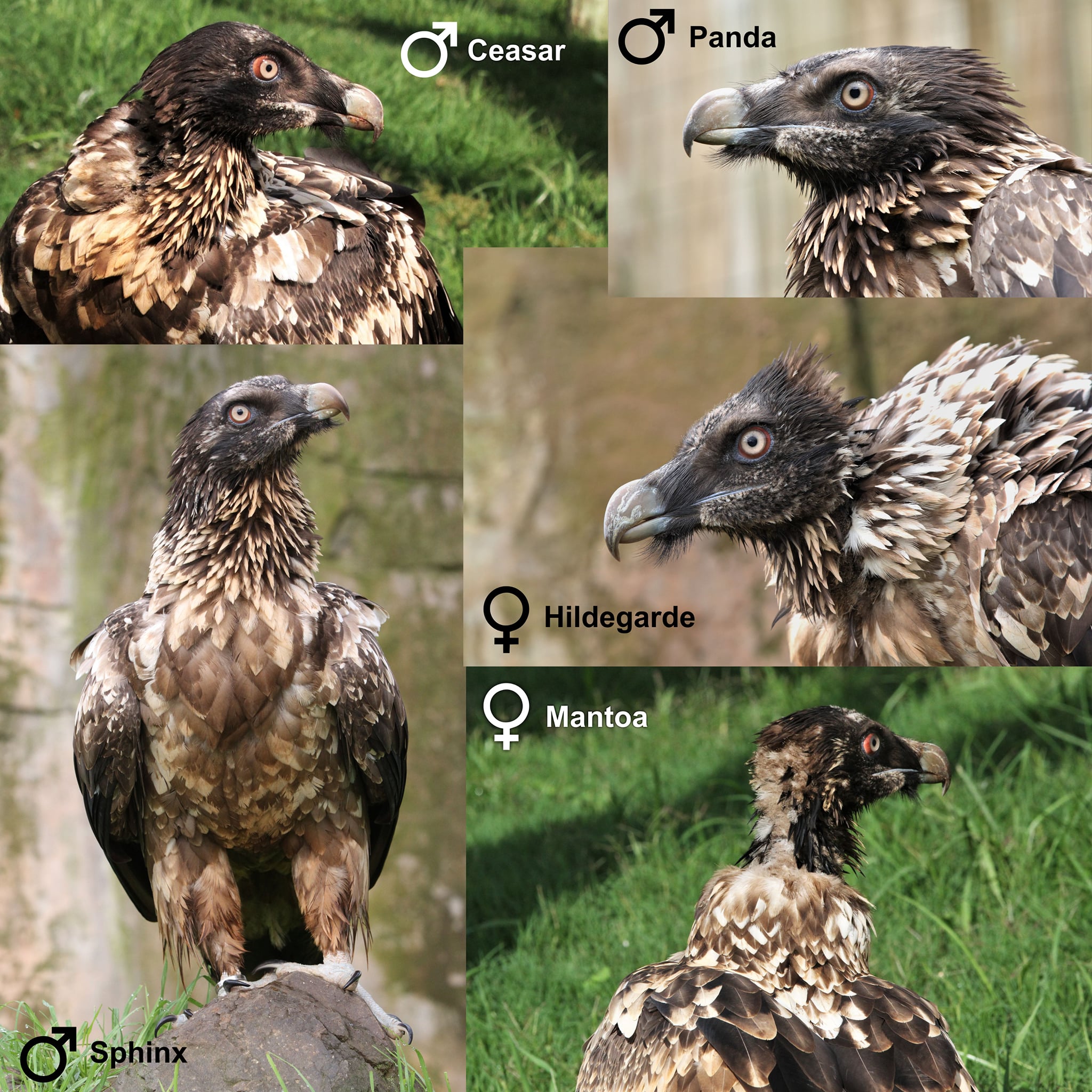 Saving Bearded Vultures in Southern Africa through a captive breeding ...