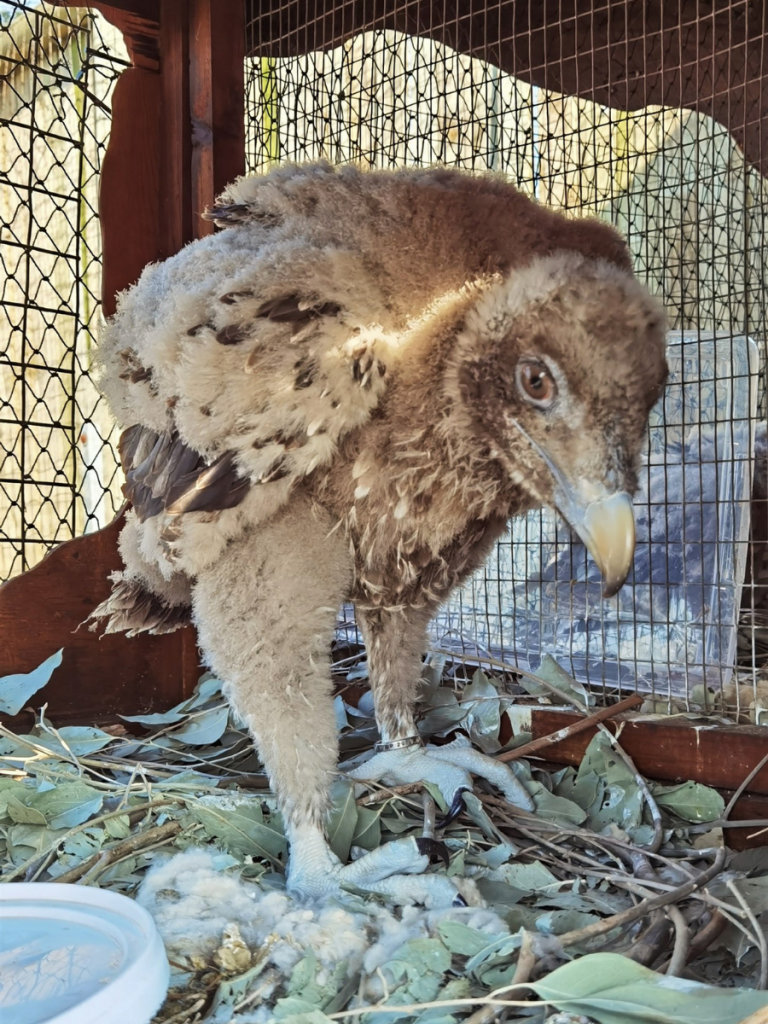 Saving Bearded Vultures in Southern Africa through a captive breeding ...