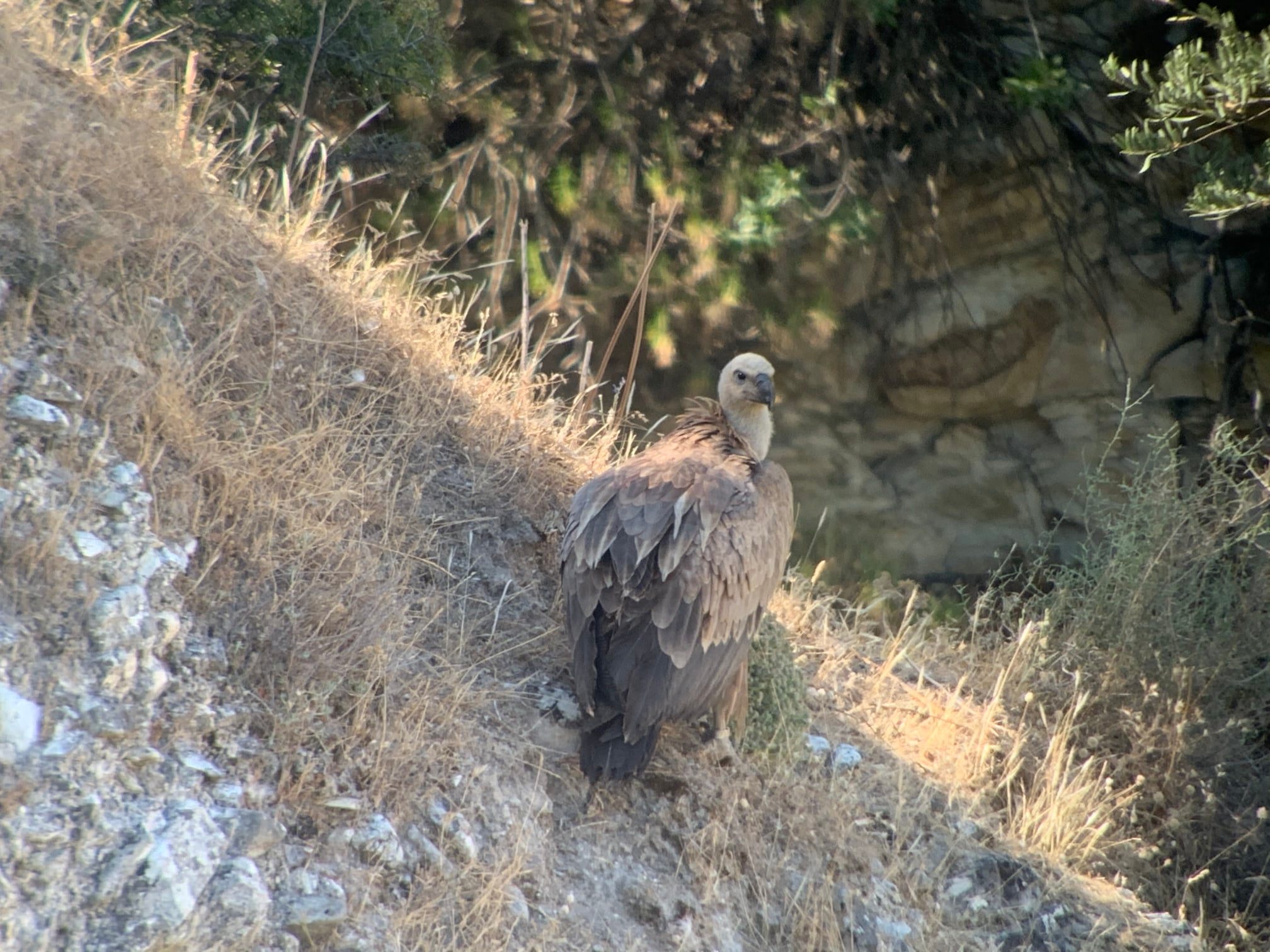 Electrocution takes the life of Griffon Vulture Nepheli in Cyprus ...