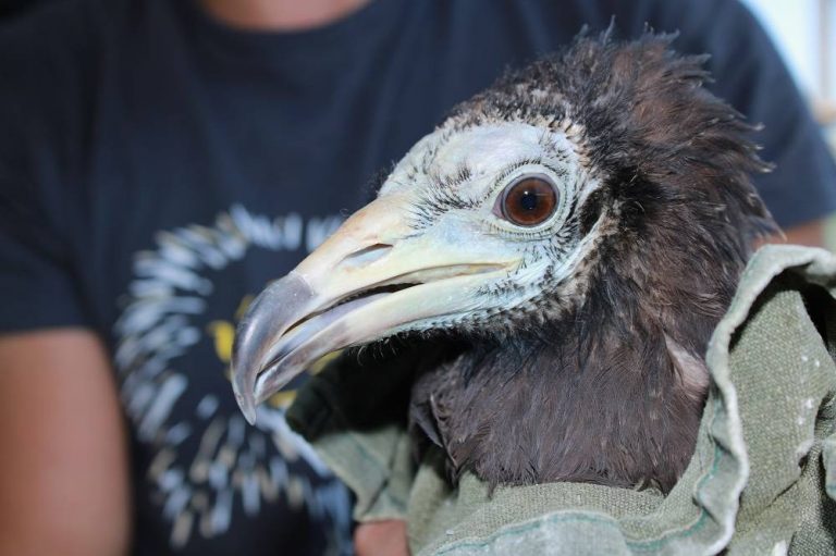 Six Egyptian Vultures released in Bulgaria to reinforce population ...