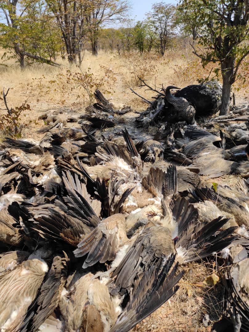 Over 150 vultures deliberately poisoned to death in South Africa and ...