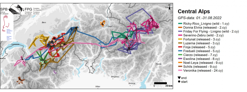 Recent GPS movements of the Bearded Vultures we track in Europe (August ...