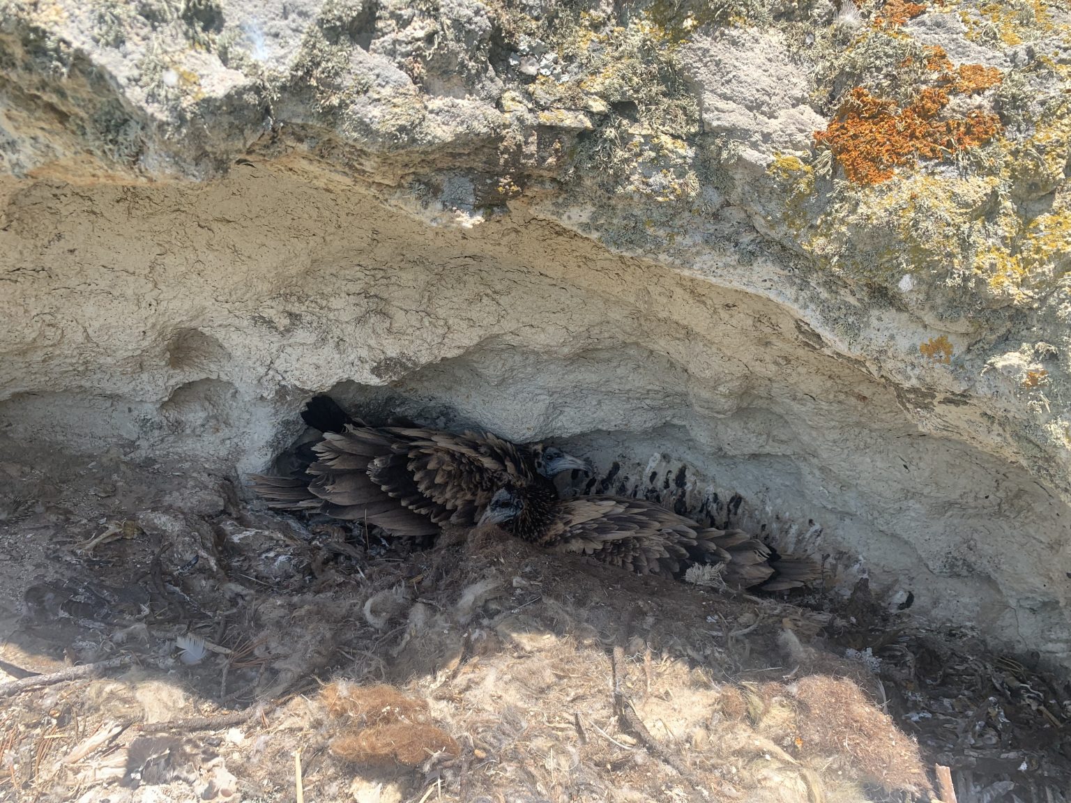 How did the massive fire in Dadia, Greece, impact key vulture colonies ...