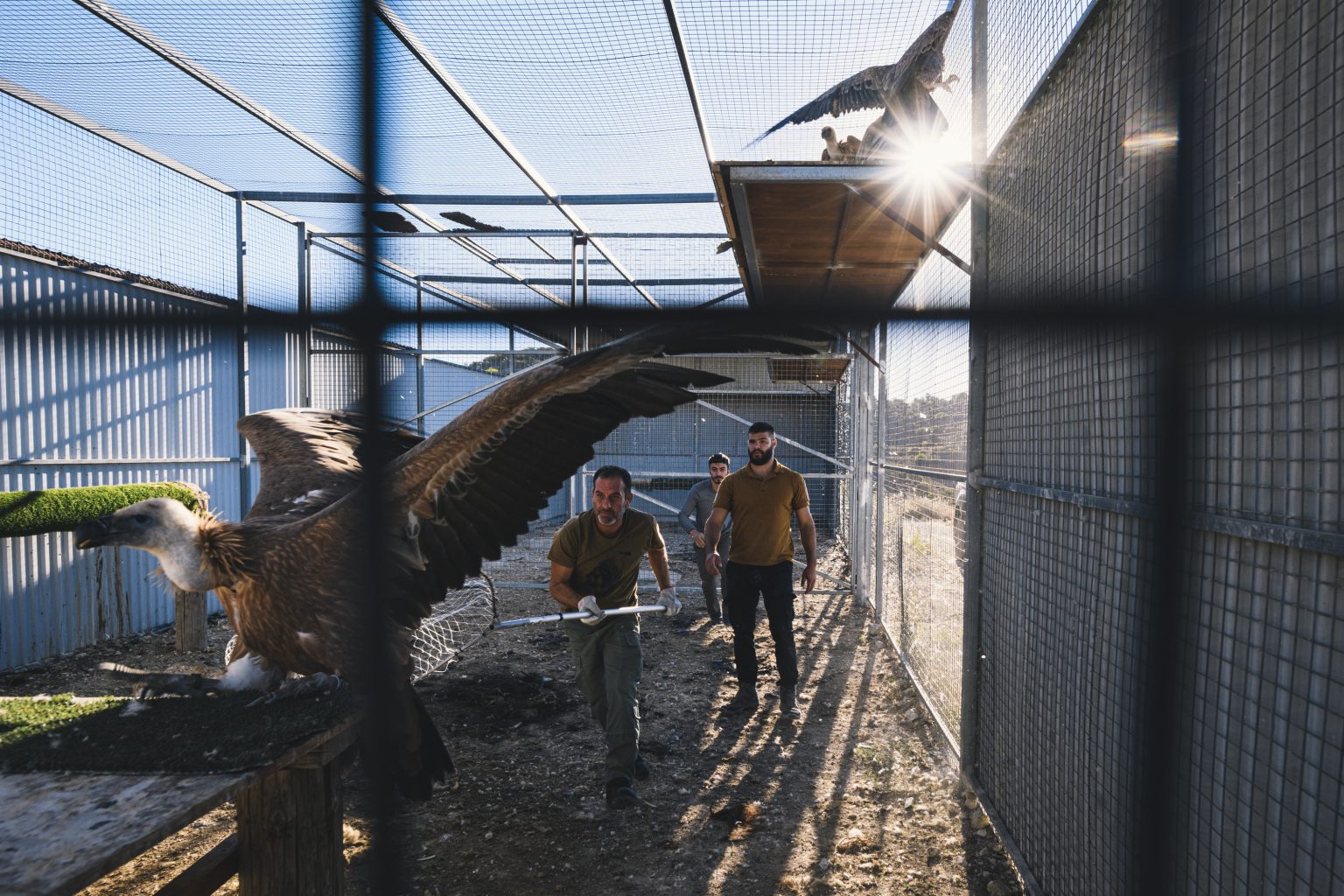Releasing the first Spanish Griffon Vultures in Cyprus - Vulture ...
