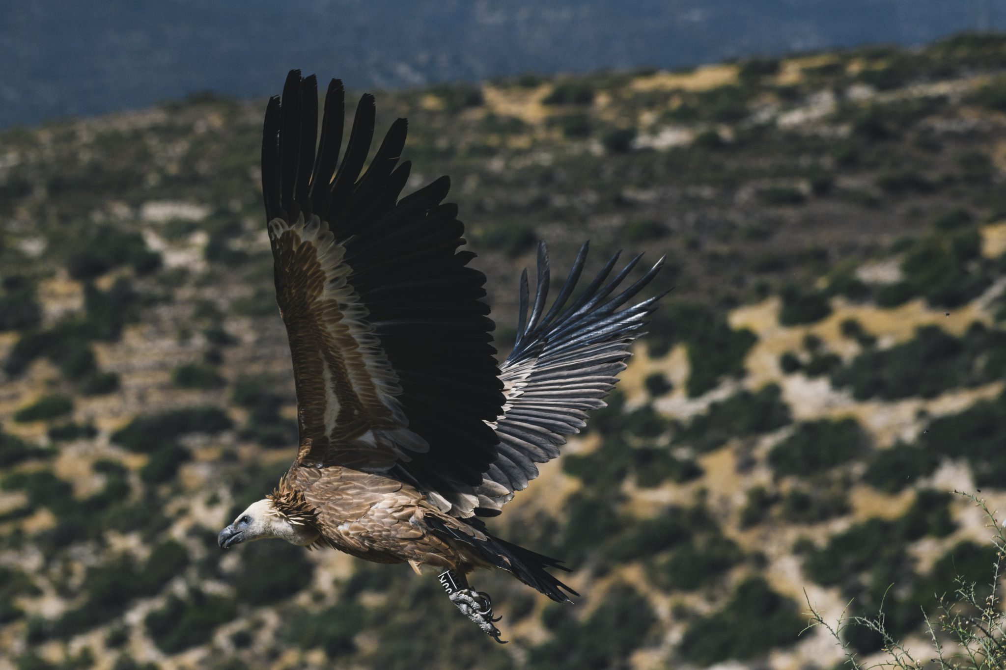 Releasing the first Spanish Griffon Vultures in Cyprus - Vulture ...