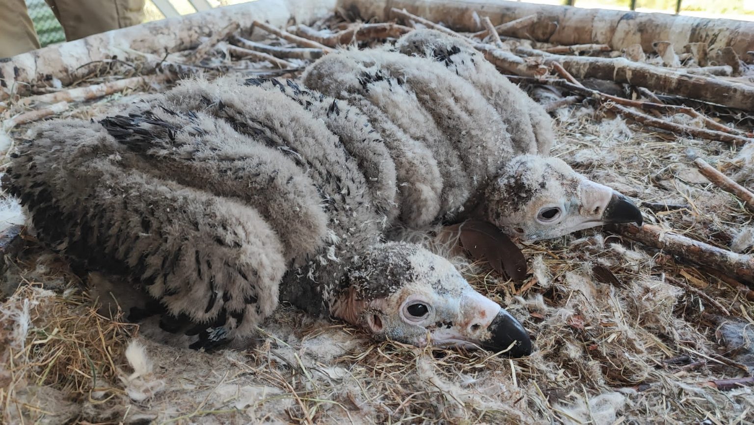 Cinereous Vulture reintroduced in Bulgaria dead in Greece - Vulture ...