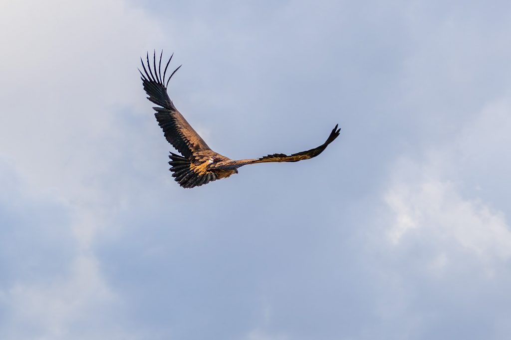 Update on the recently released Spanish Griffon Vultures in Cyprus ...