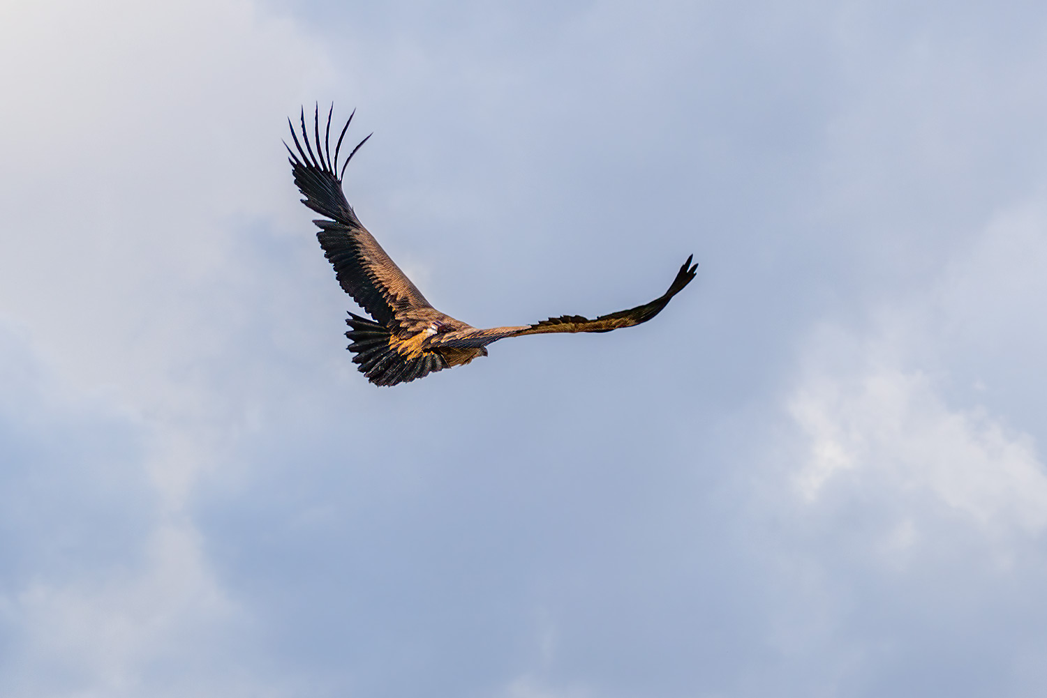 Update on the recently released Spanish Griffon Vultures in Cyprus ...