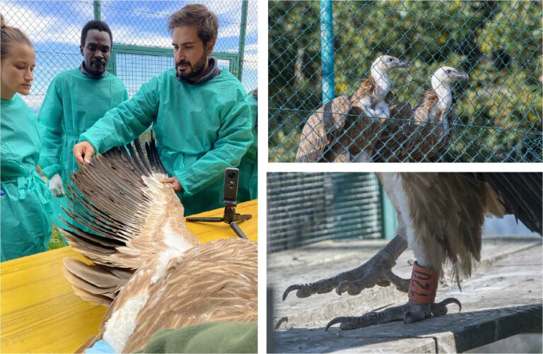 Installing feeding stations in Sardinian farms to boost the Endangered ...