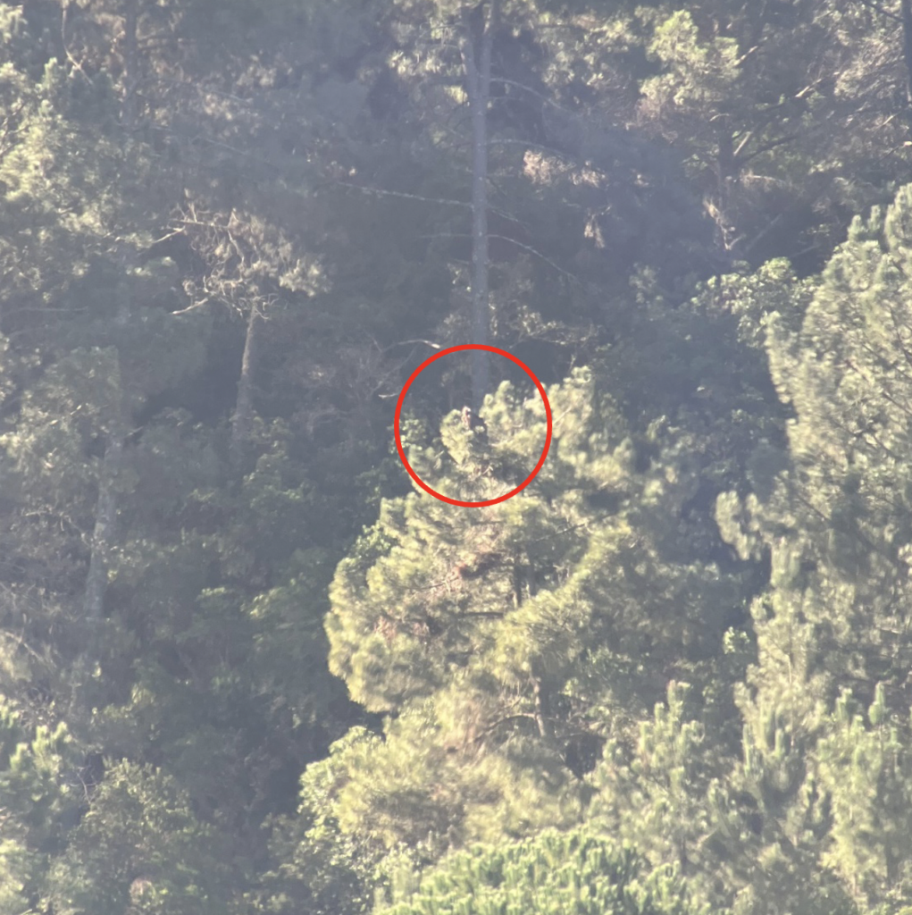 First maintenances of Cinereous Vulture nests in Portugal bring ...