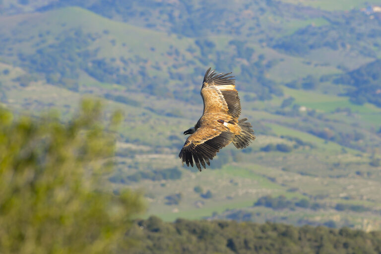 Two captive-bred Griffon Vultures from Holland released in Sardinia ...