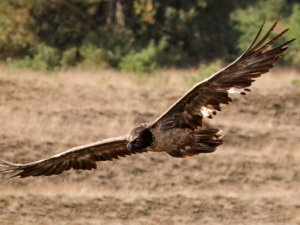 Bearded Vulture Eglazine winters in Germany - Vulture Conservation ...