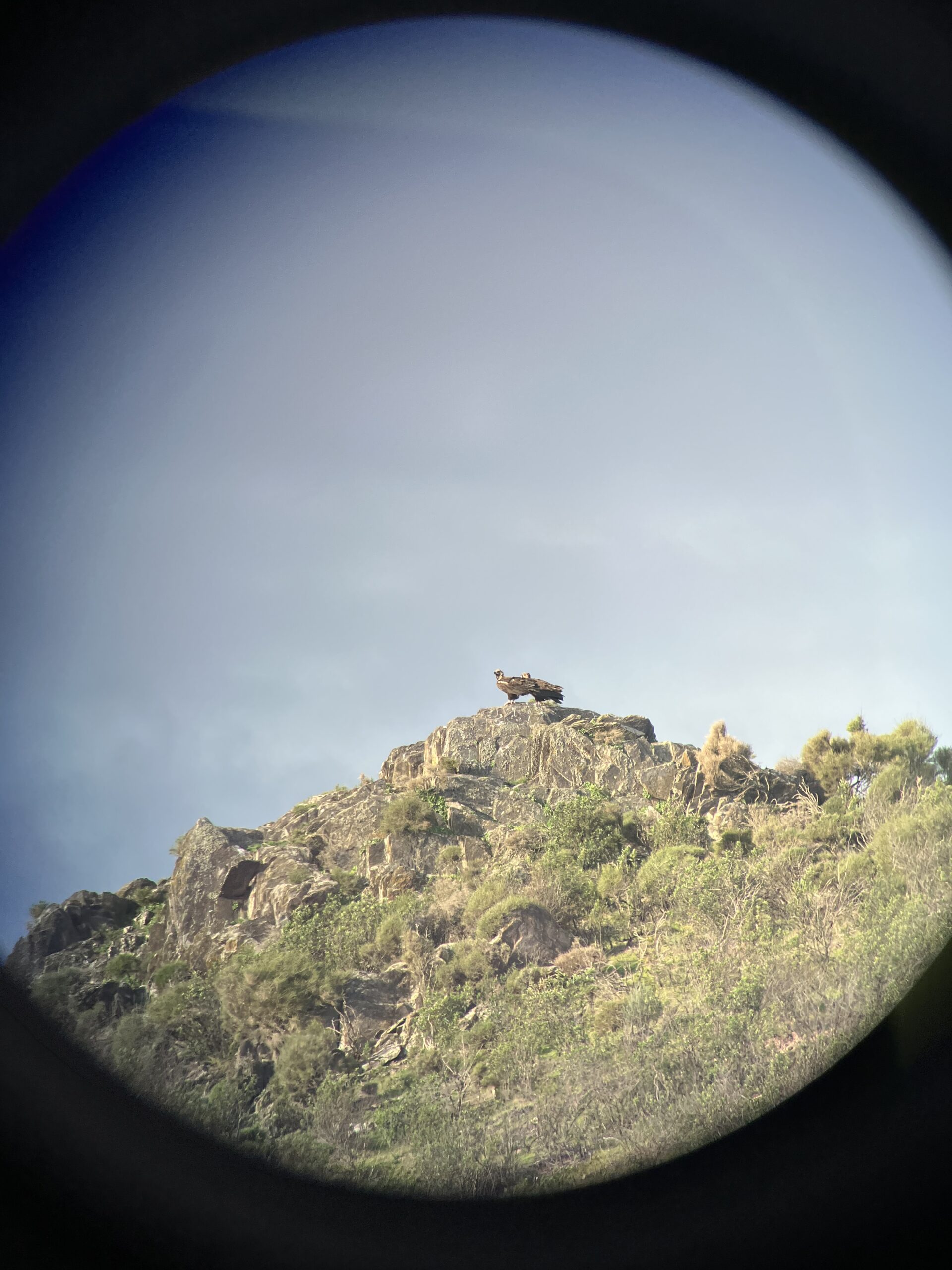 LIFE Aegypius Return: How many Cinereous Vulture pairs started breeding ...