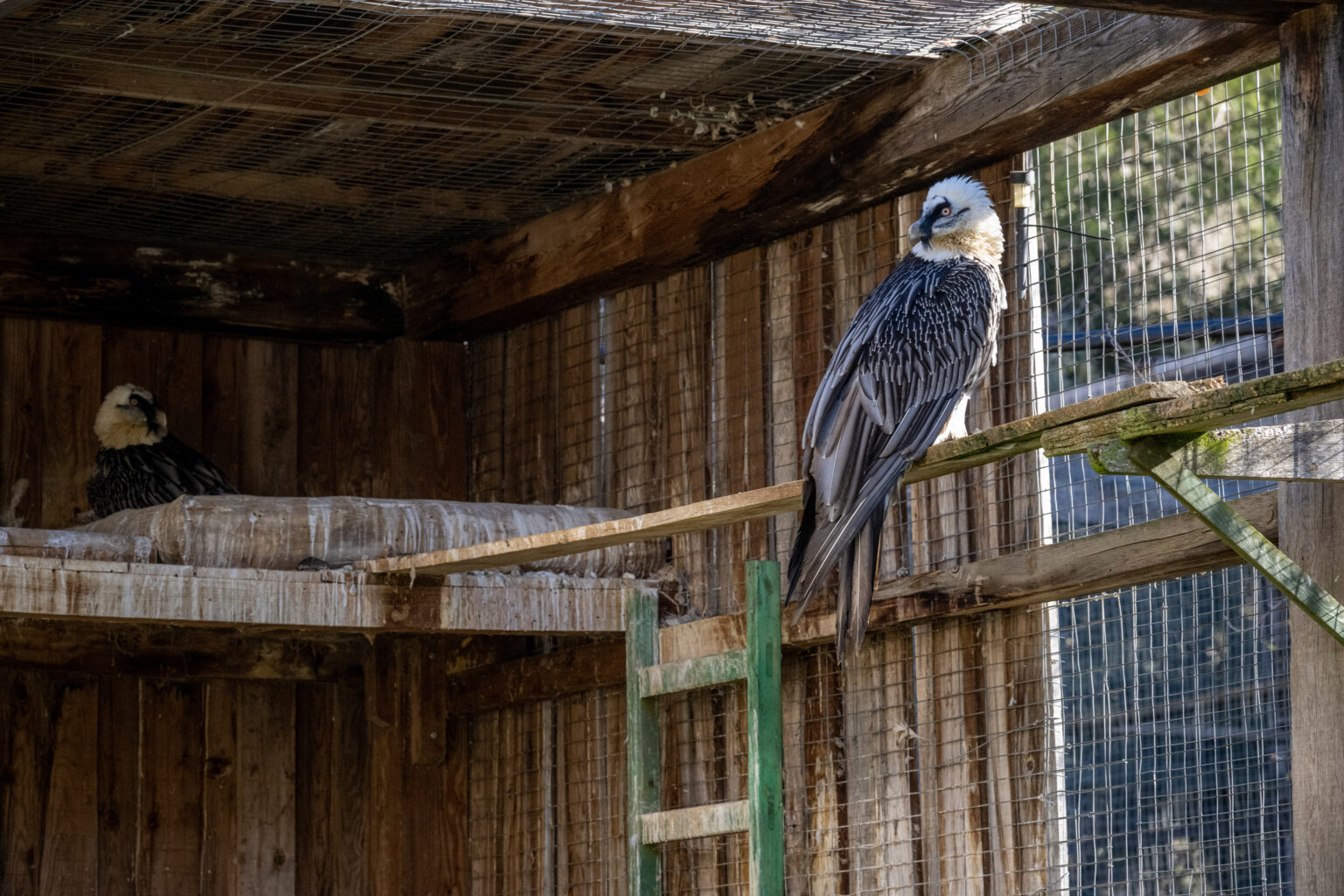 Pair bonding within the Bearded Vulture Captive-Breeding Network ...