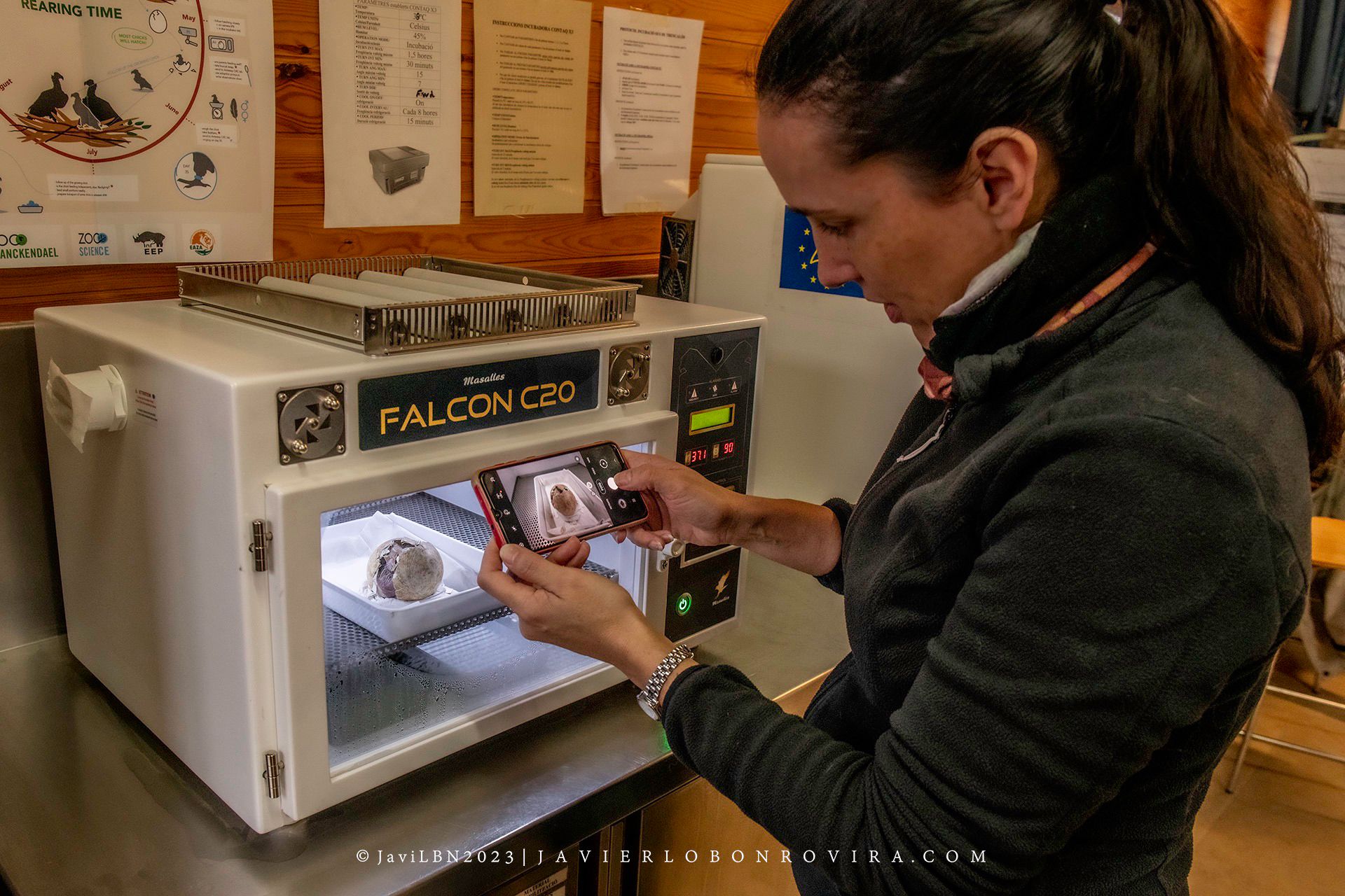 From hatching to adoption: Meet the newest Bearded Vulture chick at our ...