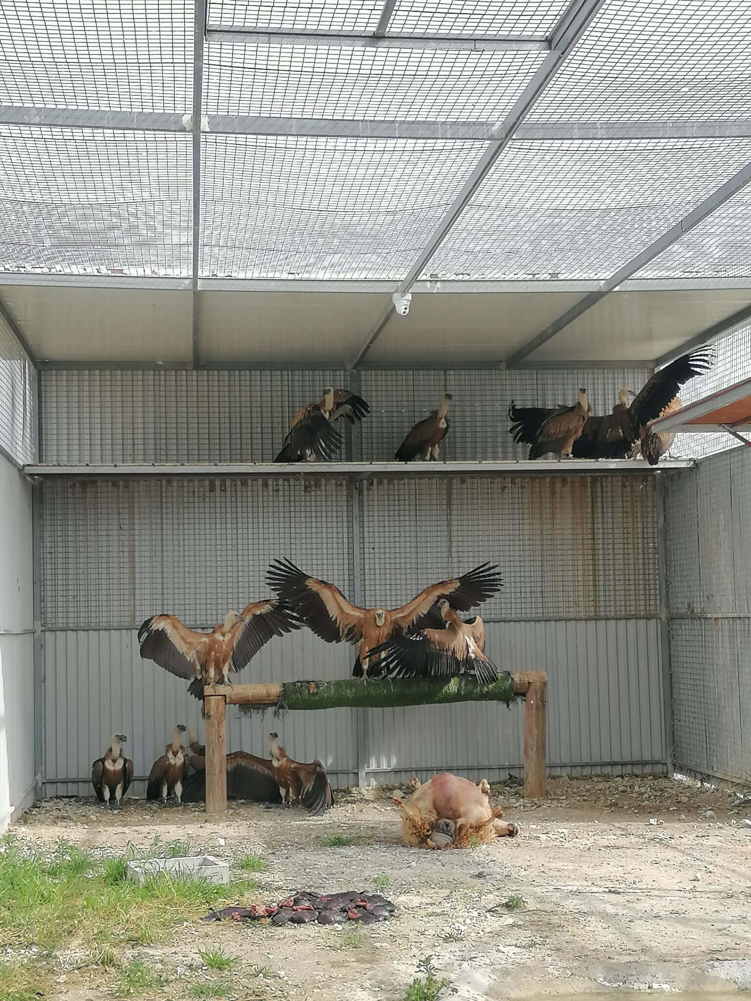 14 Spanish Griffon Vultures arrive in Cyprus to help save the ...