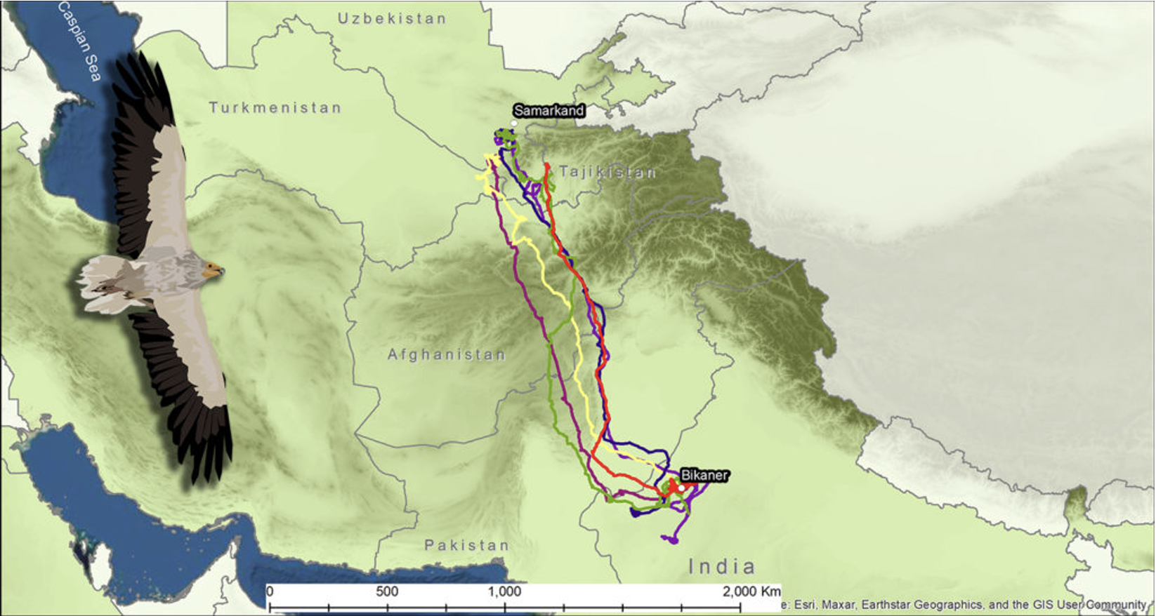 Vultures in Asia: Updates from the SAVE Open Day 2023 - Vulture ...