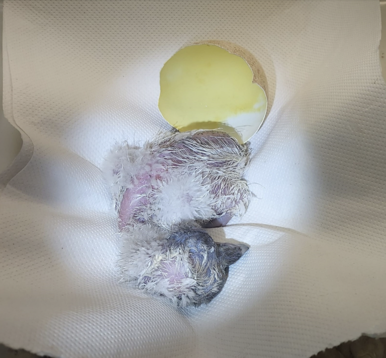 LIFE GypAct: the first four captive-bred Bearded Vultures arrived in ...