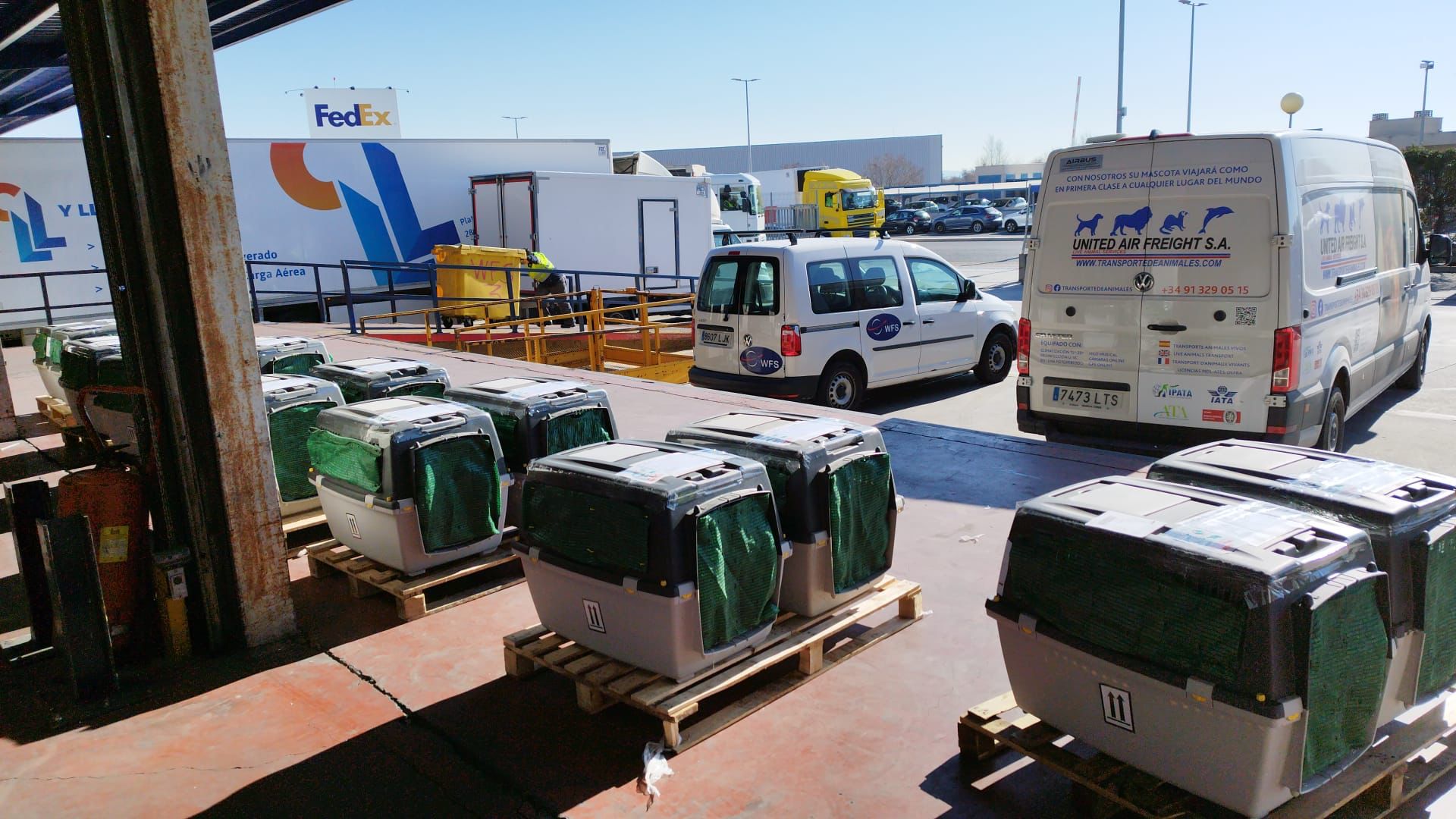 14 Spanish Griffon Vultures arrive in Cyprus to help save the ...