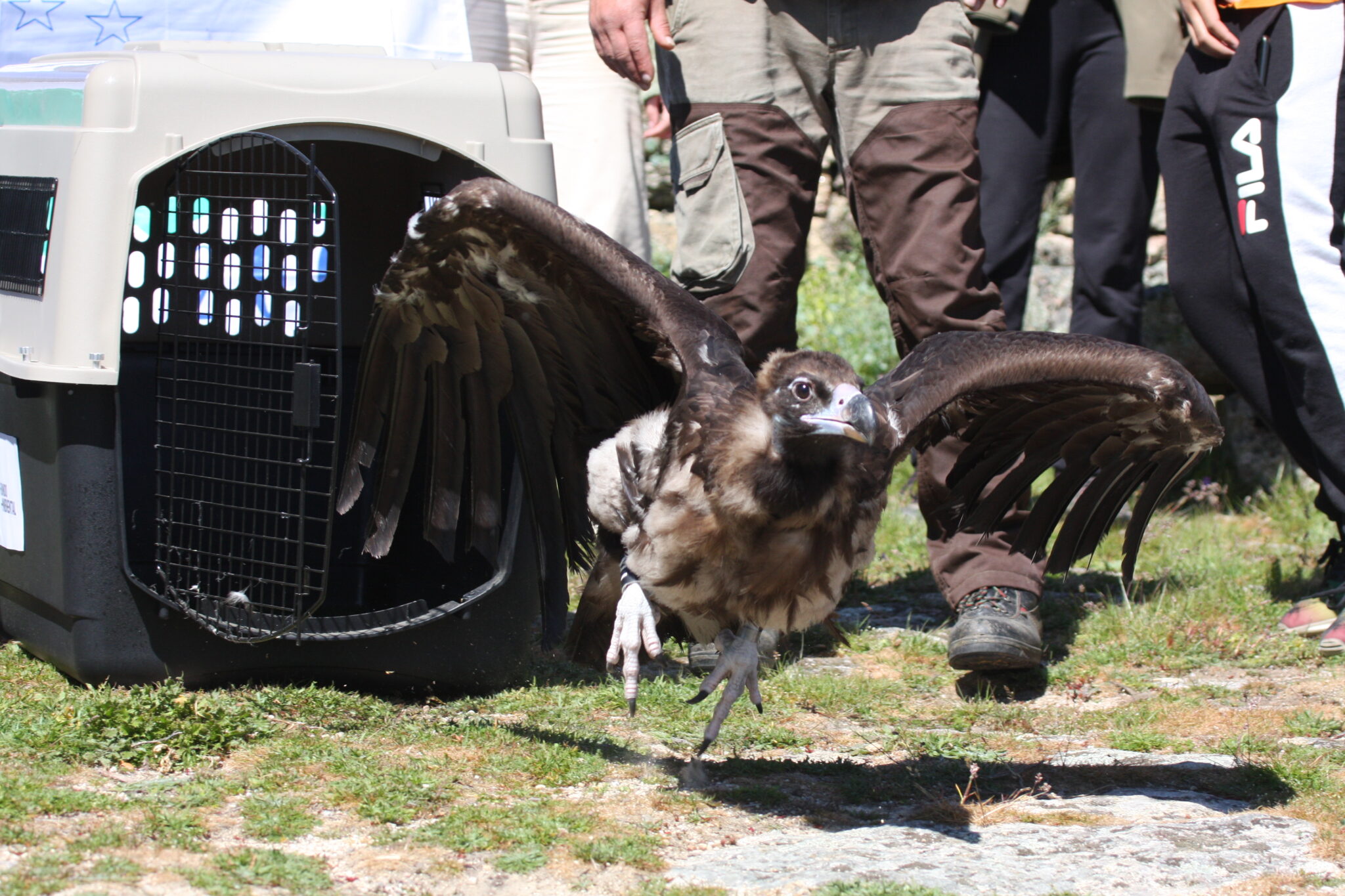 Meet Zimbro: The first Cinereous Vulture released within the LIFE ...