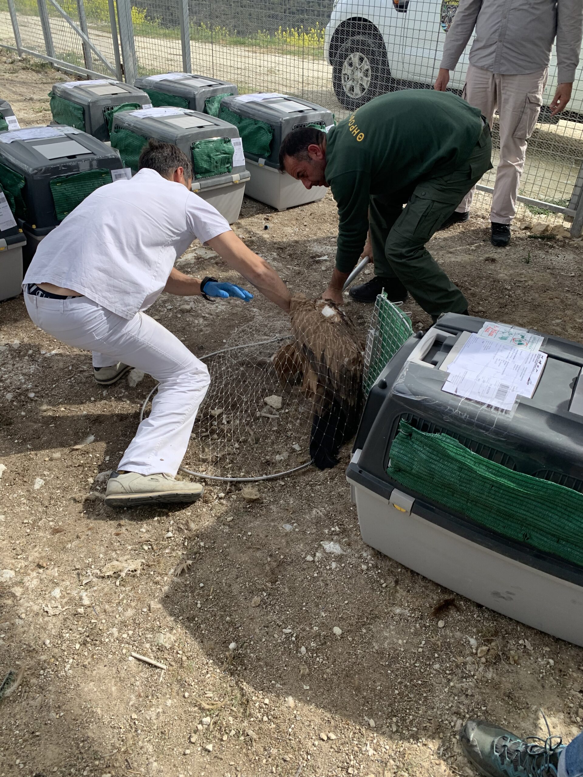 14 Spanish Griffon Vultures arrive in Cyprus to help save the ...
