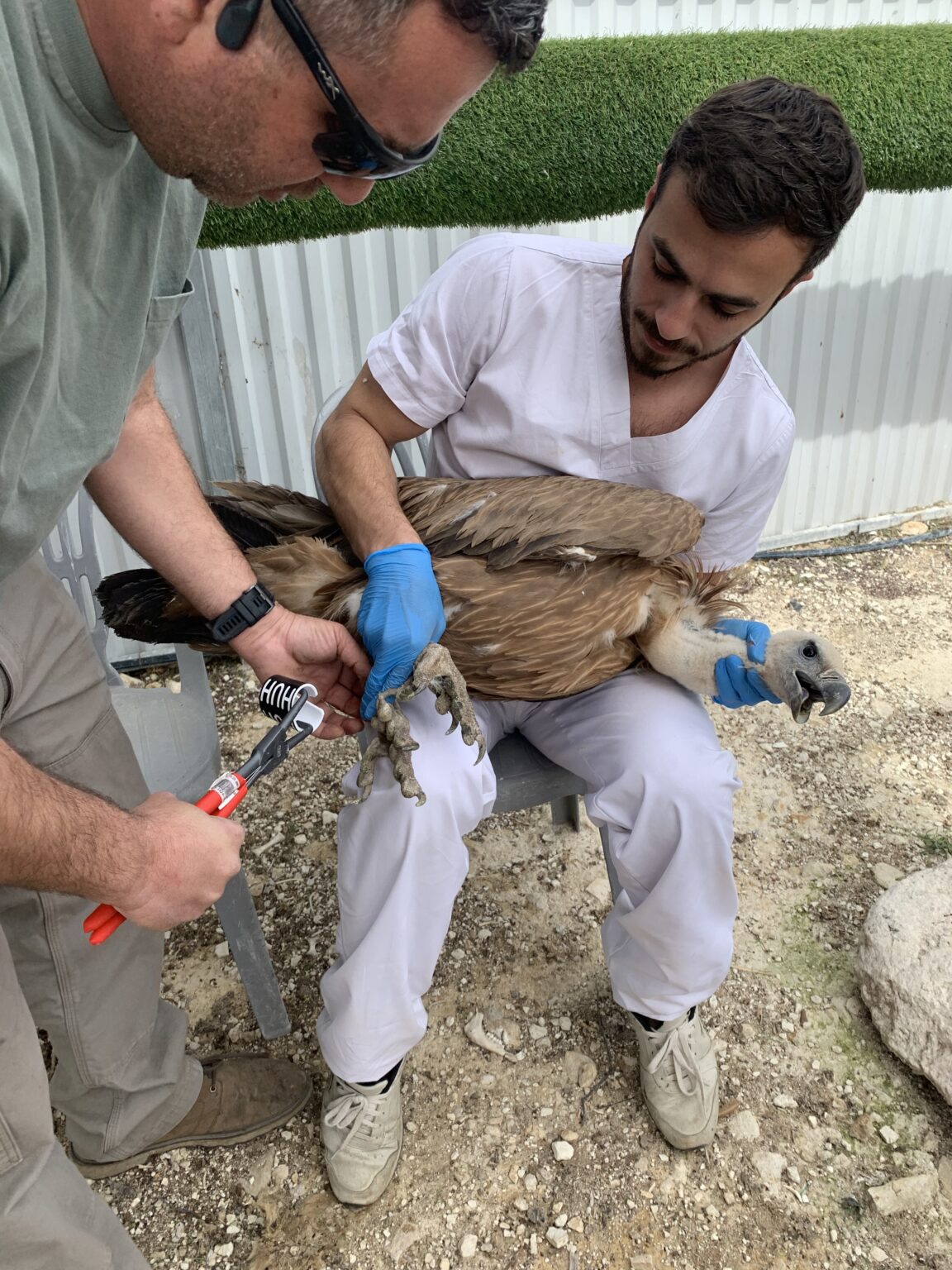 14 Spanish Griffon Vultures arrive in Cyprus to help save the ...