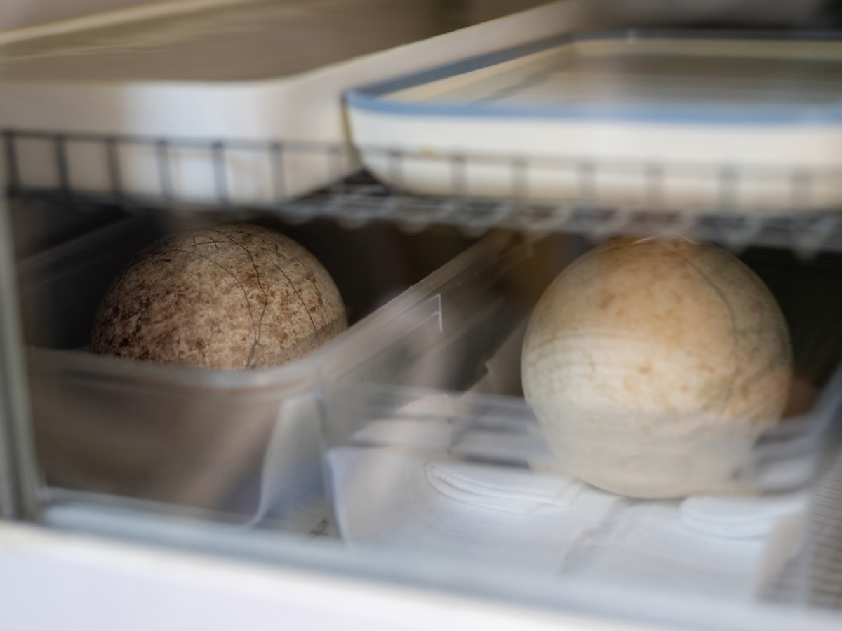 Hatching hope: A record-breaking Bearded Vulture captive breeding ...