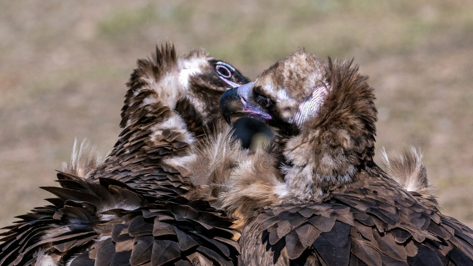 Key facts and figures - Vulture Conservation Foundation