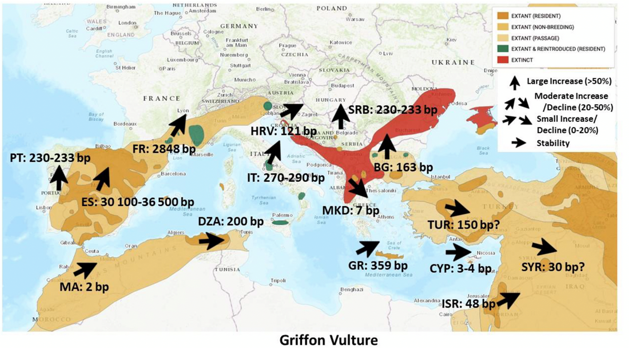 Griffon Vulture collides with a truck and ends up in the co-pilot seat - Vulture Conservation ...