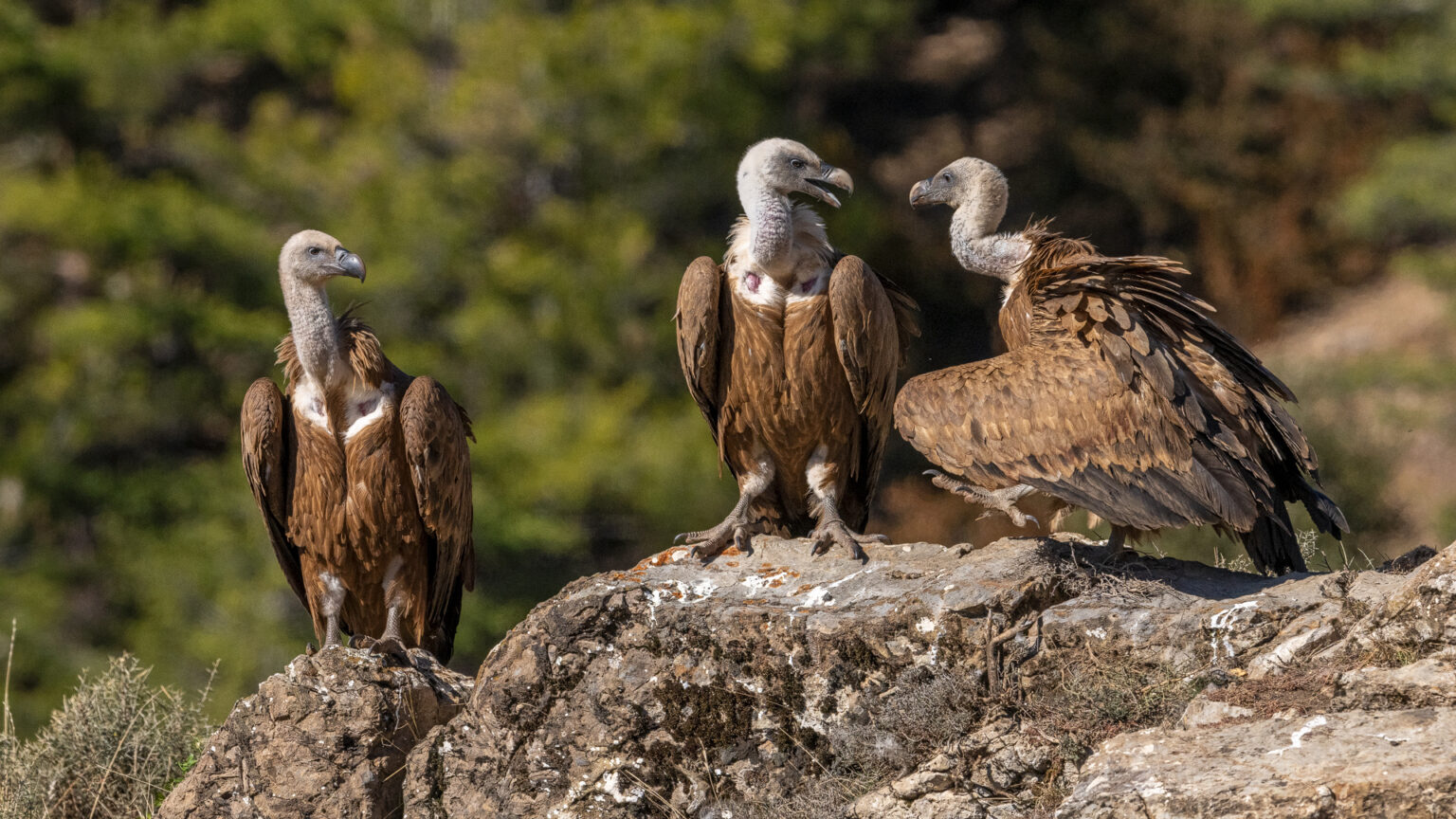 The successful reintroduction of Griffon Vultures in the Vrachanski ...
